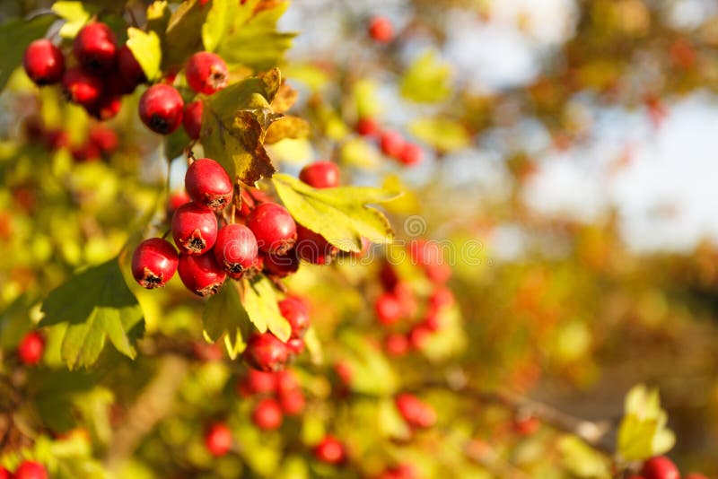 Rowan Tree at Autumn Forest Stock Photo - Image of green, fresh: 77773458