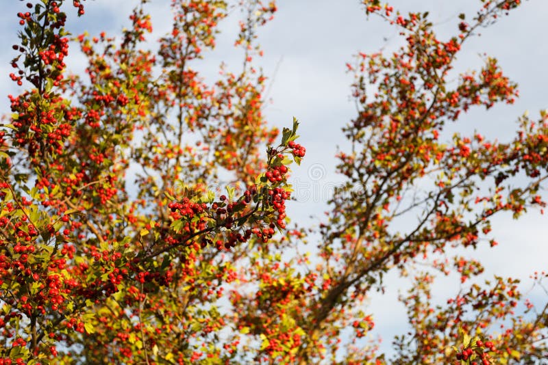 Rowan Tree at Autumn Forest Stock Image - Image of forest, appetite ...