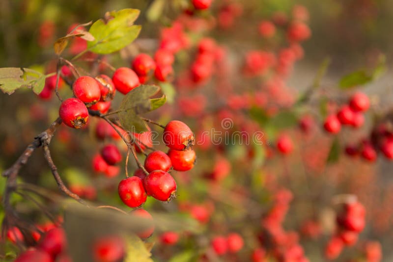 Rowan Tree at Autumn Forest Stock Image - Image of forest, appetite ...
