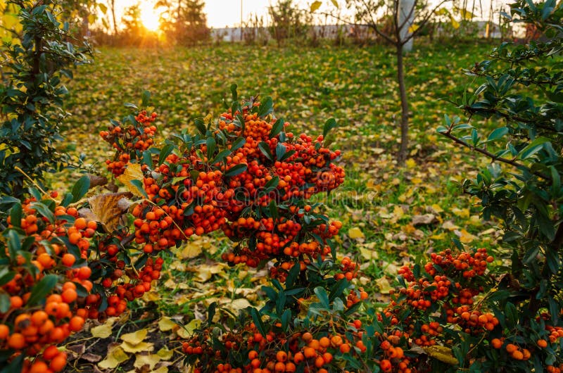 Rowan Tree in the Autumn Park at Sunset Stock Photo - Image of mountain ...