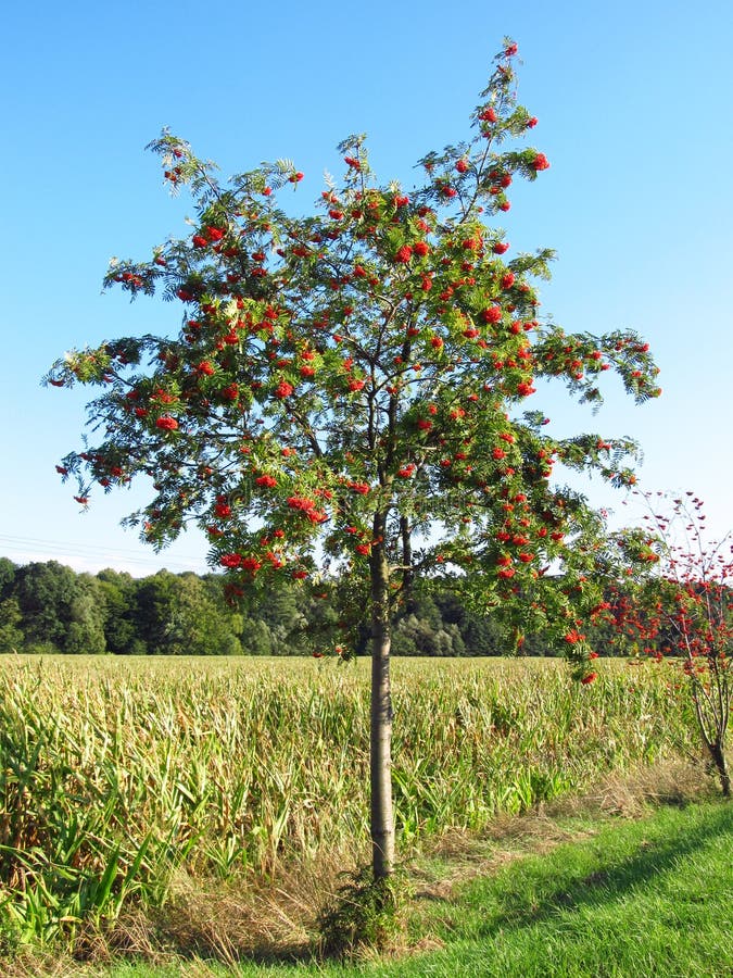 Leaf of rowan tree stock image. Image of herbal, delicate - 35159019
