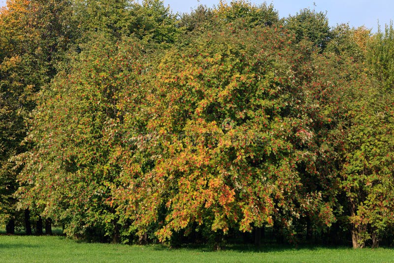 Rowan Tree in the Background Stock Photo - Image of nature, grapes ...