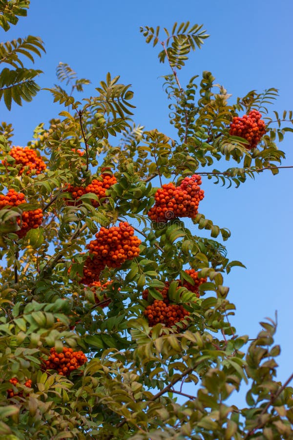 Rowan tree. stock photo. Image of autumn, orange, bladder - 61301918