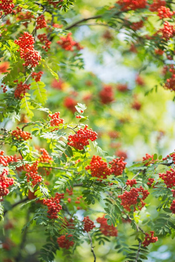 Rowan tree stock image. Image of organic, mountain, outdoors - 60442315