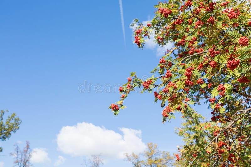 Rowan tree stock image. Image of fruit, gourmet, closeup - 60495193