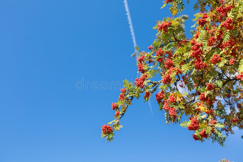 Rowan tree stock image. Image of nature, outdoors, healthy - 60495419