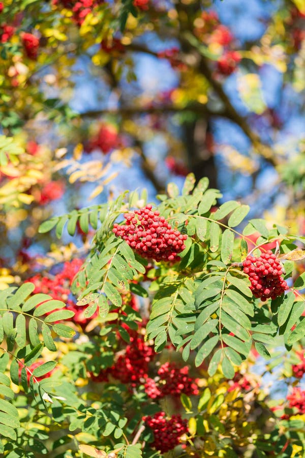 Rowan tree stock photo. Image of outdoors, branch, medicine - 60498040