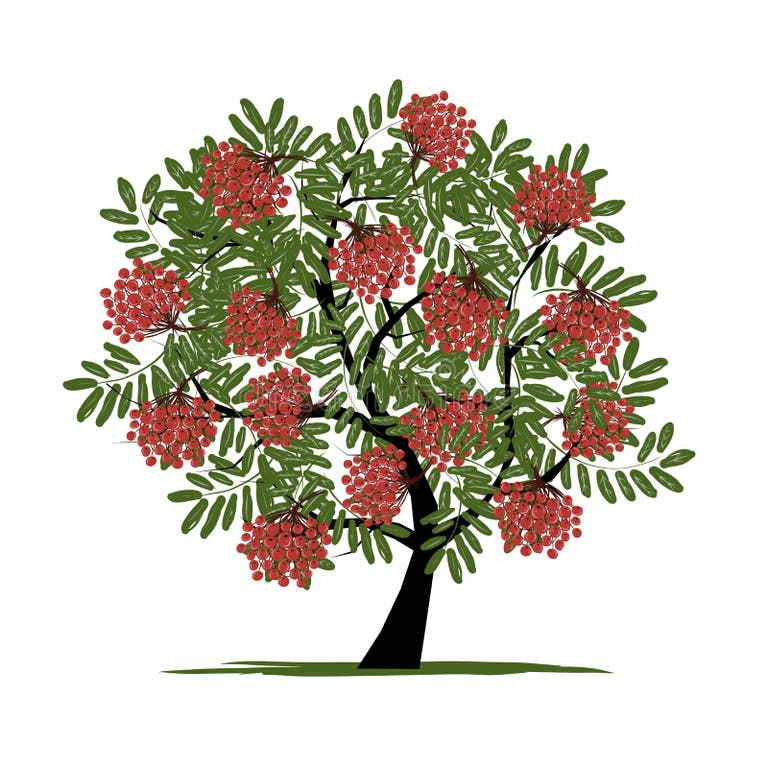 Rowan Tree Stock Illustrations – 24,137 Rowan Tree Stock Illustrations ...