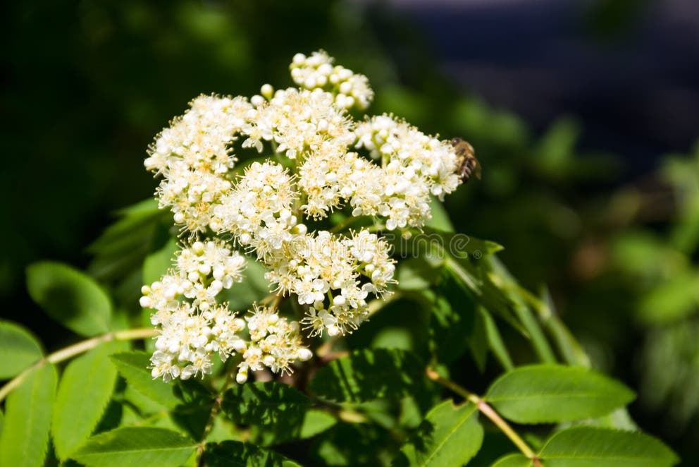 Branch of White Rowan Tree Flowers Stock Photo - Image of environment ...