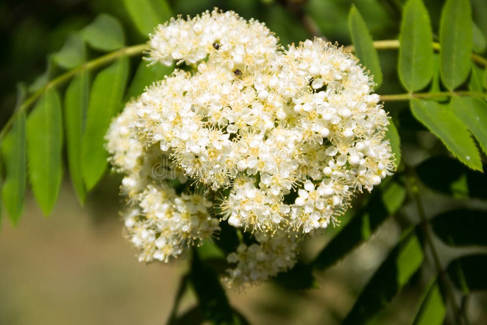 Branch of White Rowan Tree Flowers Stock Photo - Image of bloom, floral ...