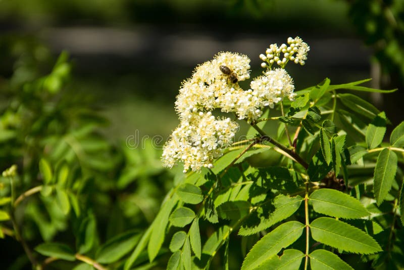 Rowan Tree in Bloom. Branch of White Rowan Tree Flowers Stock Photo ...