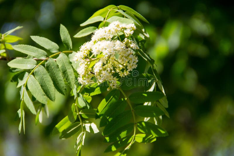 Rowan Tree in Bloom. Branch of White Rowan Tree Flowers Stock Image ...