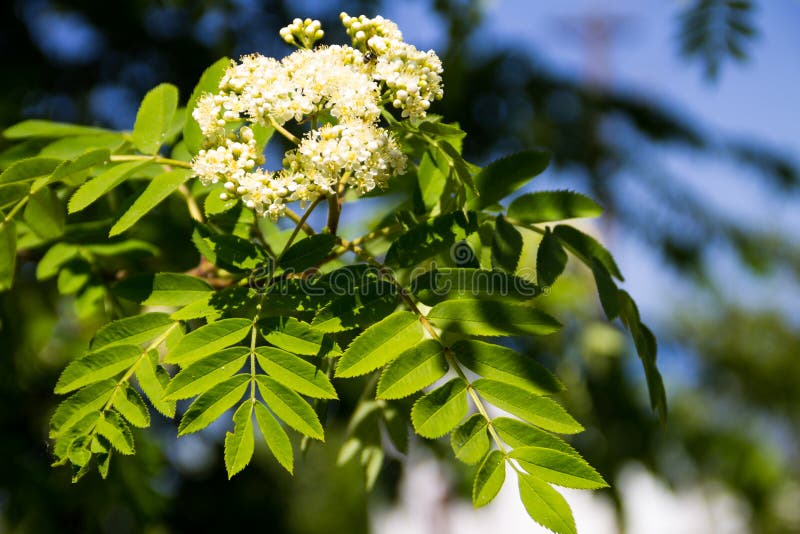 Rowan Tree in Bloom. Branch of White Rowan Tree Flowers Stock Image ...