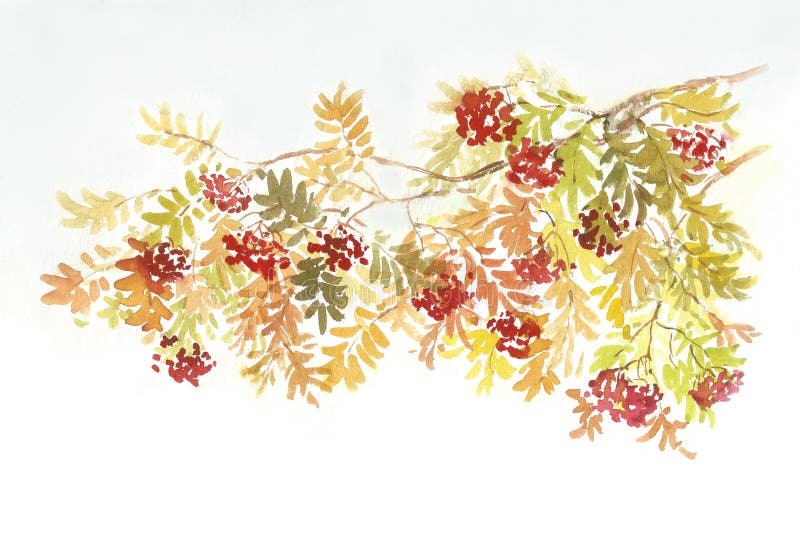 Rowan Tree with Berries for Your Design Stock Vector - Illustration of ...