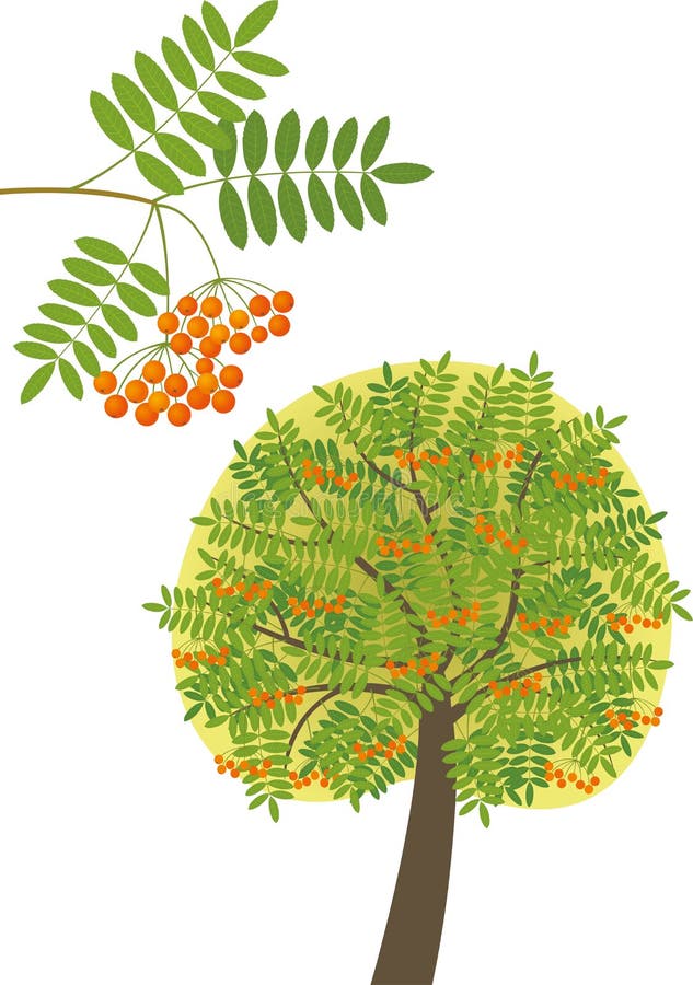 Rowan Tree and a Branch with Rowan Berries Stock Vector - Illustration ...