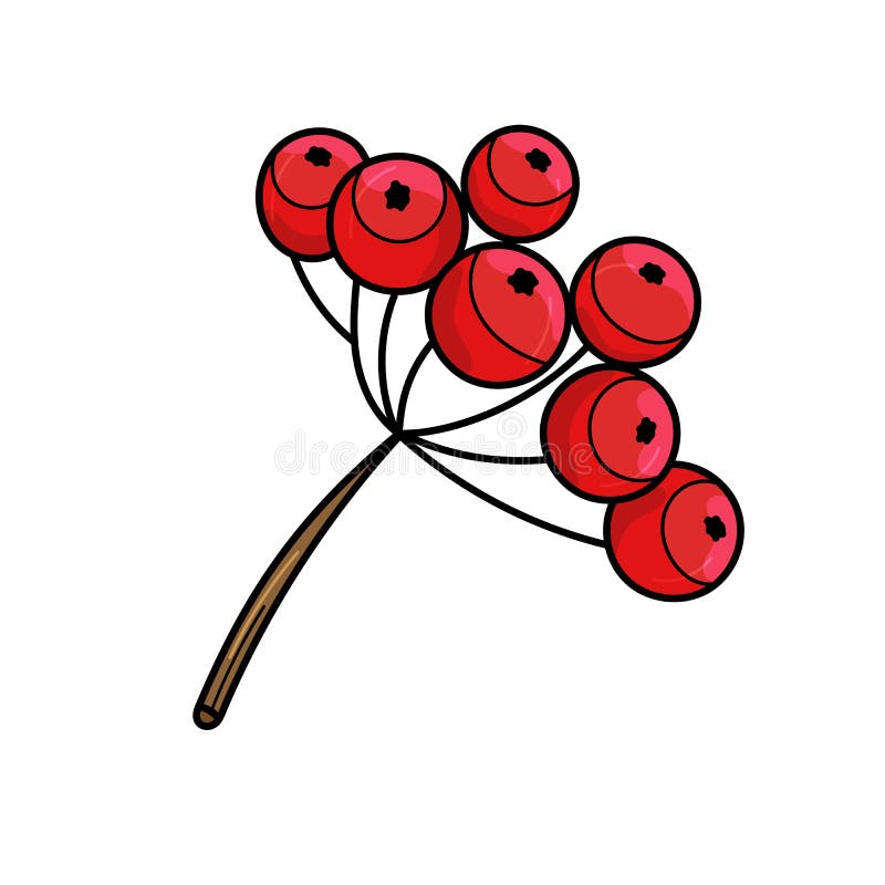 Rowan Tree Branch with Berries. Vector Illustration Isolated on White ...
