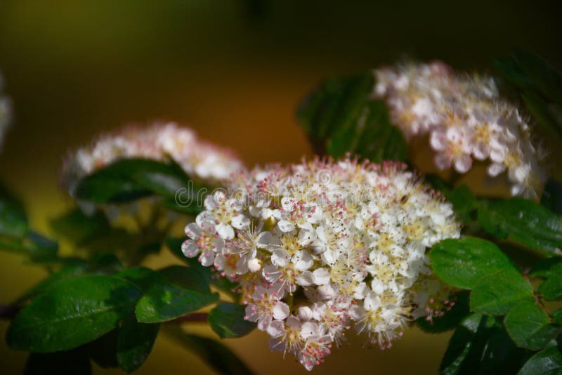 Rowan Tree Branch Blooming. Spring Blossoms Background Stock Image ...