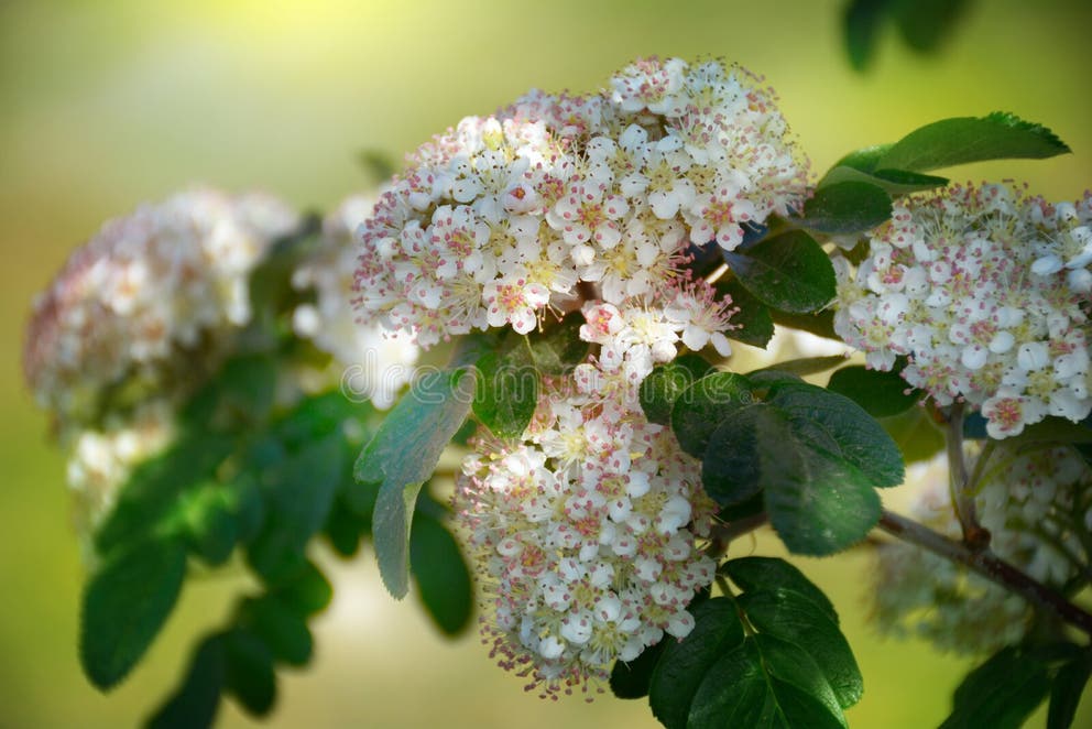 Rowan Tree Branch Blooming. Spring Blossoms Background Stock Photo ...