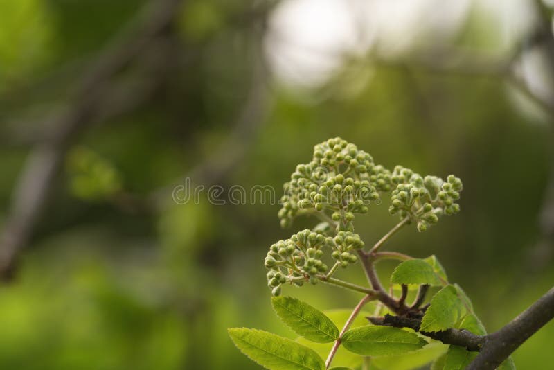 Rowan Tree Branch with Buds on a Spring Morning Stock Photo - Image of ...