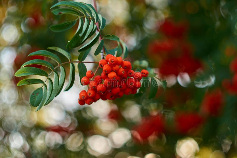 Rowan Tree Branch Close Up. Stock Photo - Image of autumn, bunch: 117780540