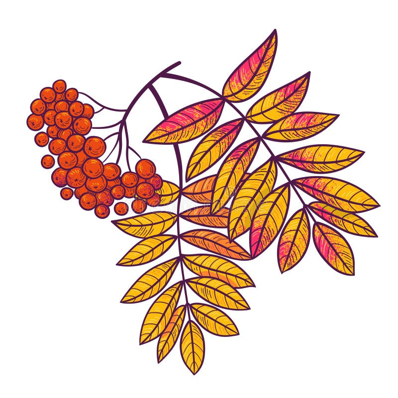 Rowan Tree Branch with Leaves and Berries. Autumn Design Stock ...