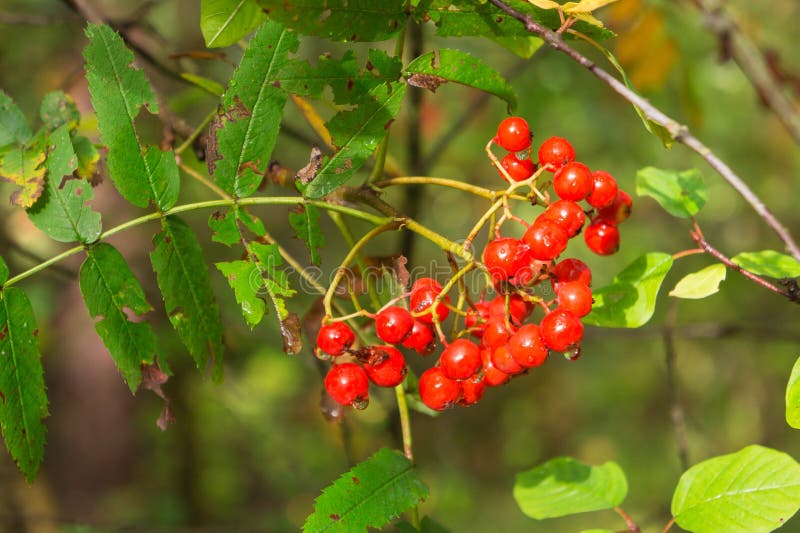 Rowan Tree Branch in Fall Colors Stock Image - Image of forest, orange ...