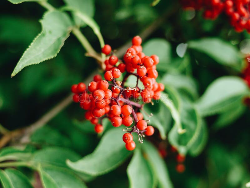 Rowan Tree Branch with Red Berry in Front of the View Stock Image ...