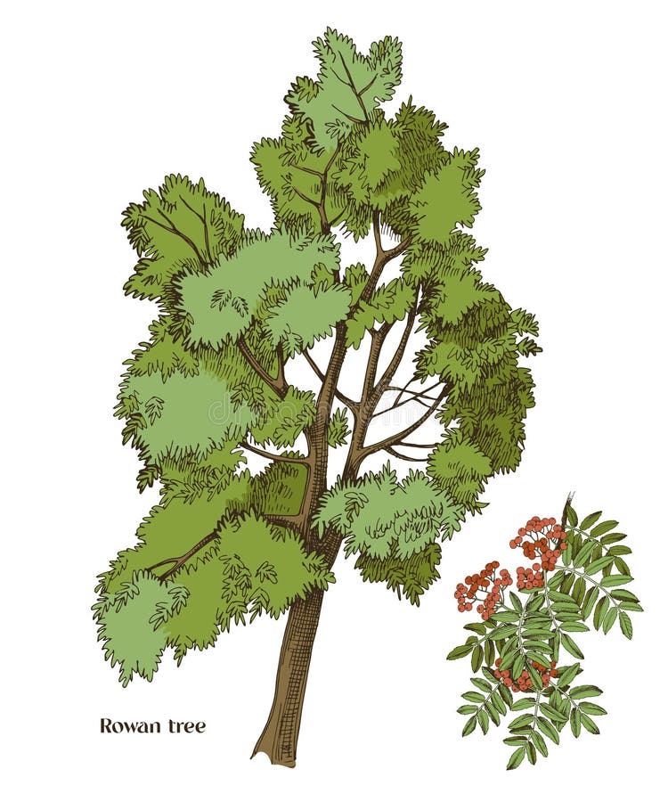 Rowan Tree and Rowan Branch Vector Stock Vector - Illustration of trunk ...