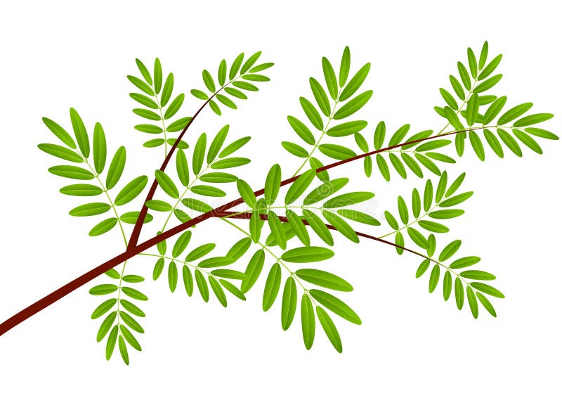 Rowan Tree with Berries for Your Design Stock Vector - Illustration of ...