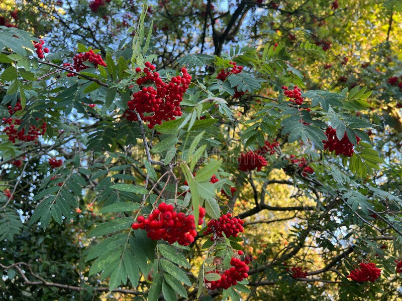 Rowan Tree Branches with Red Berries Outdoors Stock Photo - Image of ...