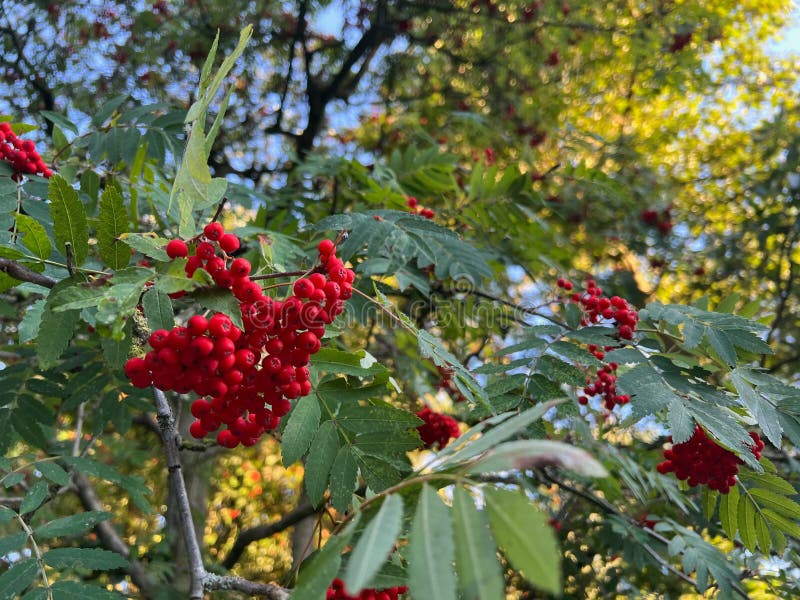 Rowan Tree Branches with Red Berries Outdoors Stock Photo - Image of ...