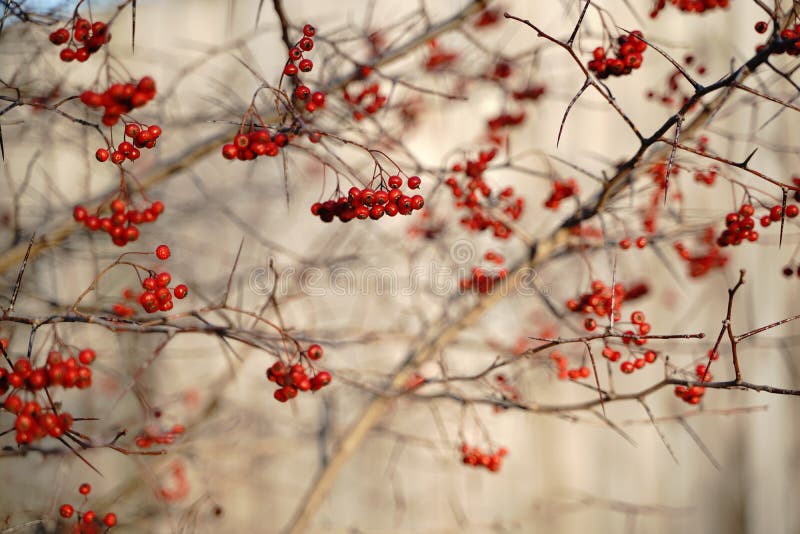 Rowan tree branches stock image. Image of wild, outdoor - 140087849
