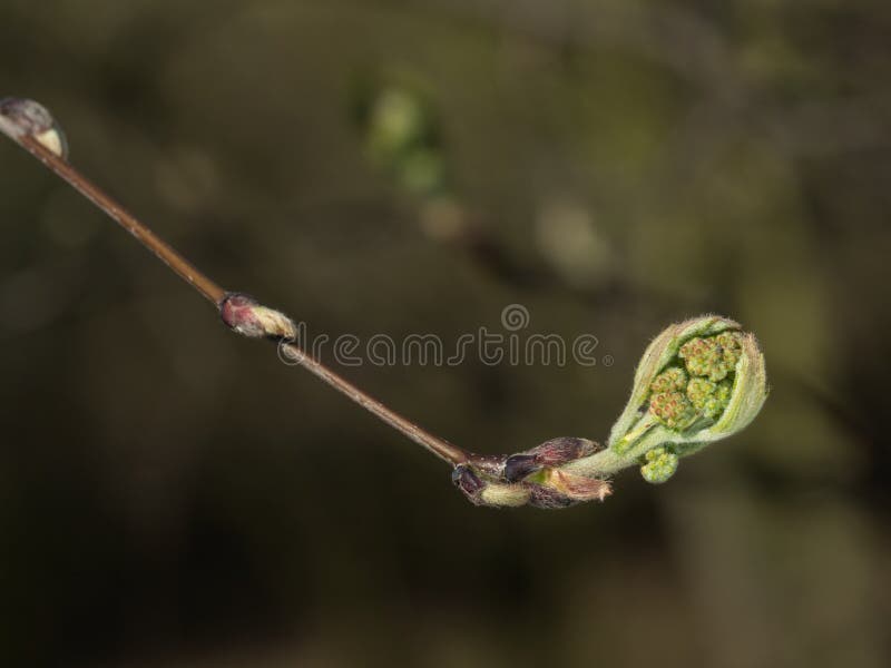 Rowan tree with a buds stock image. Image of natural - 143863745