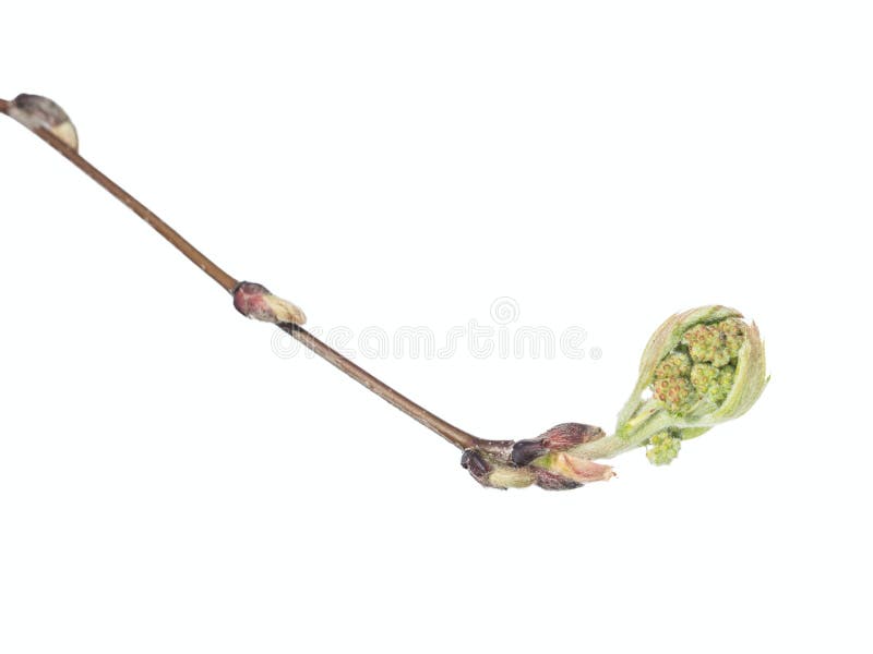 Rowan tree with buds stock image. Image of background - 143863739