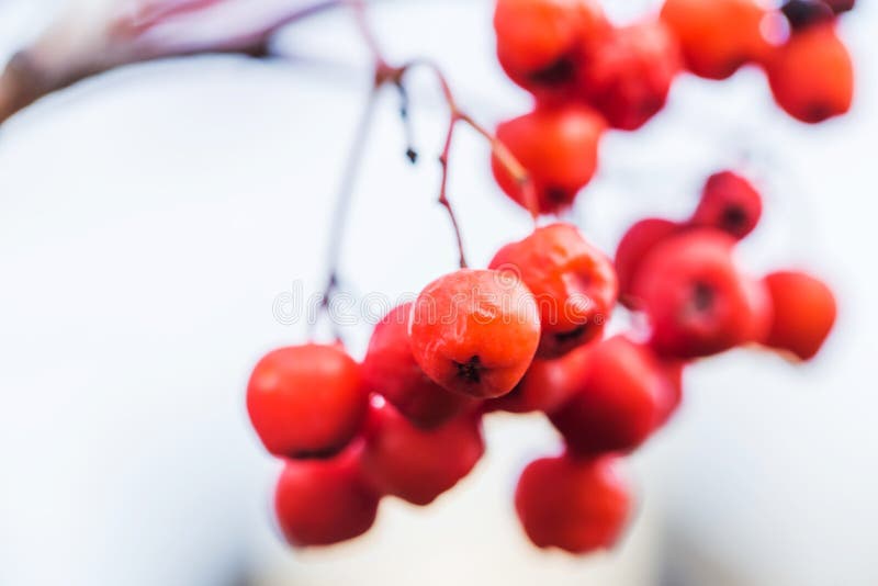 Rowan Tree, Close-up of Bright Rowan Berries on a Tree Stock Image ...