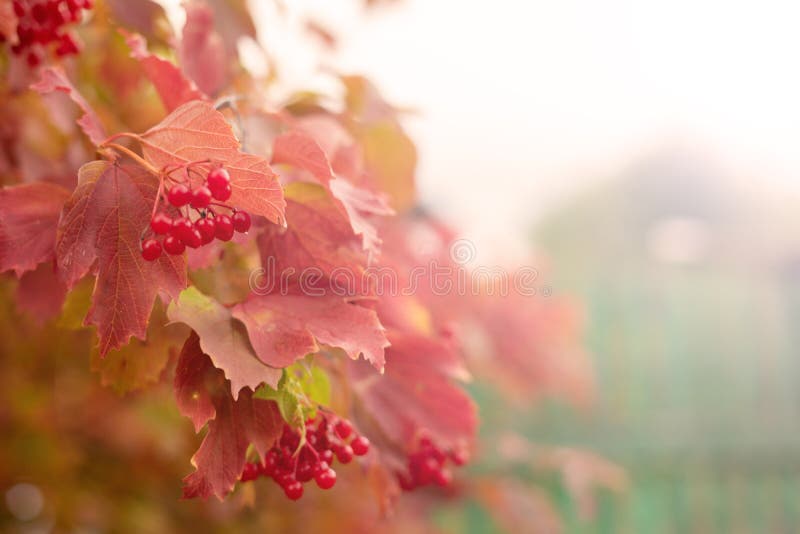 Rowan Tree, Close-up of Bright Rowan Berries on a Tree. Copy Space ...