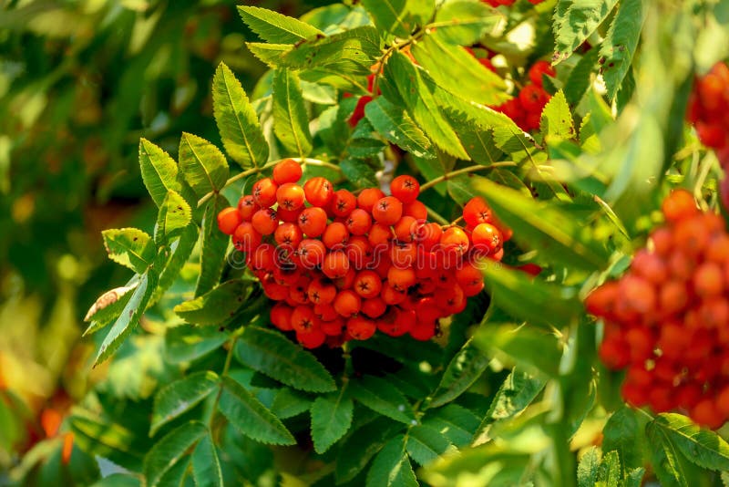 Rowan Tree, Close-up of Bright Rowan Berries Stock Image - Image of ...