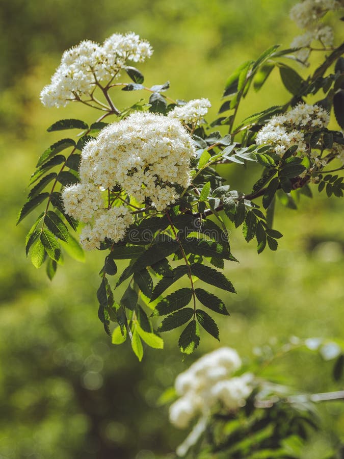 Rowan Tree Coming Bloom Stock Photos - Free & Royalty-Free Stock Photos ...