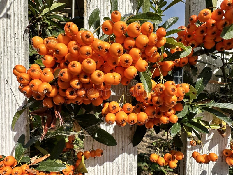 Rowan Tree in England on a White Fence Stock Image - Image of ...