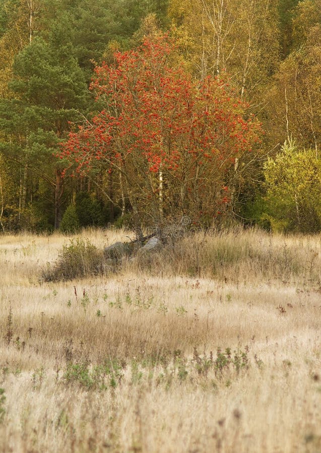 Rowan tree in a field stock image. Image of nature, rowan - 14175393