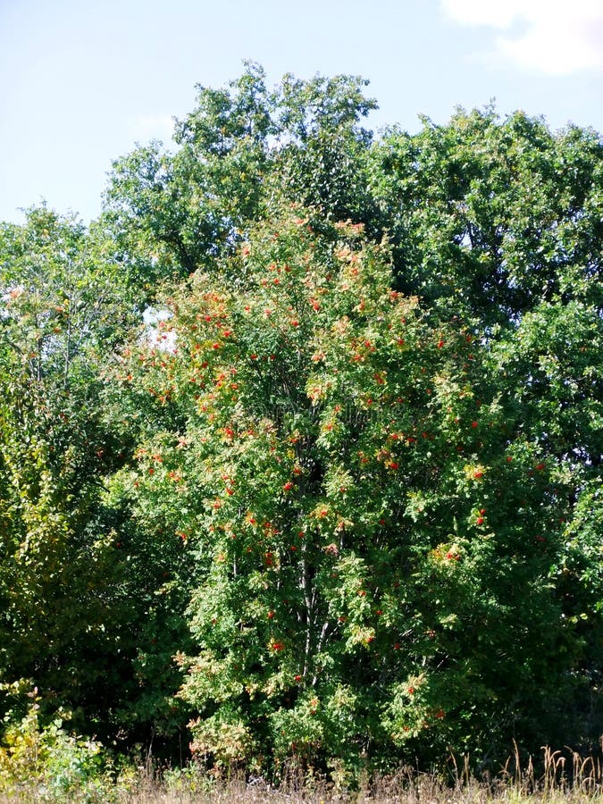 Rowan stock photo. Image of environment, gold, green - 44484758