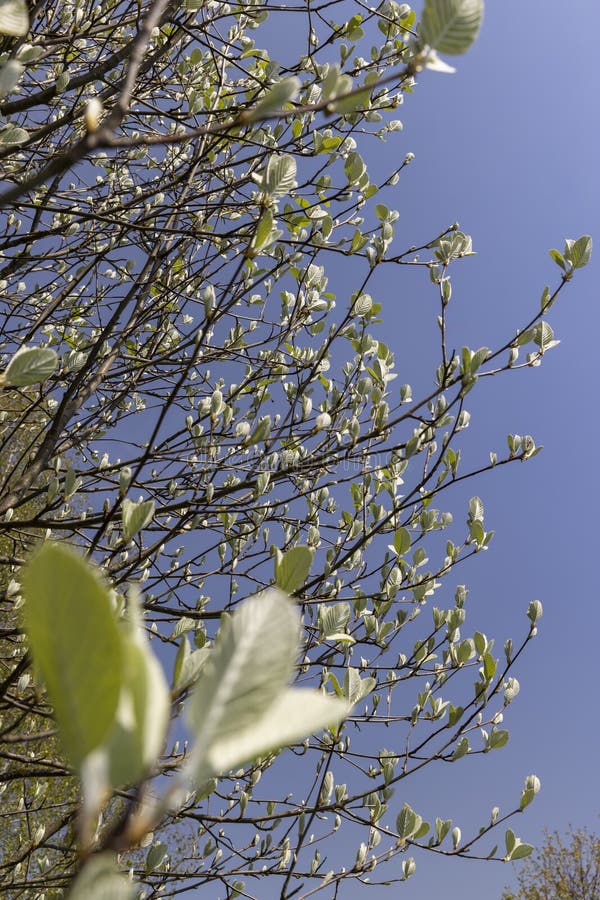 Rowan Tree with the First Foliage in the Spring Park Stock Photo ...