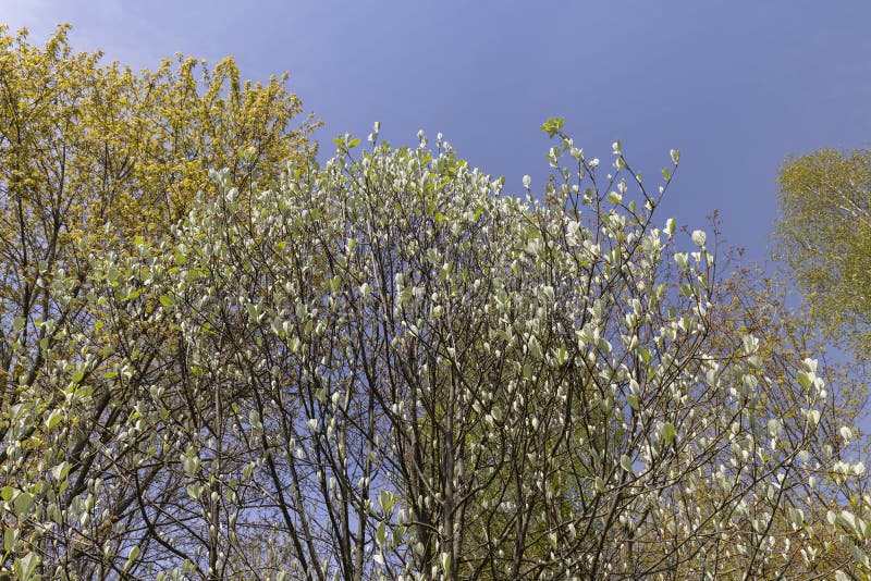 Rowan Tree with the First Foliage in the Spring Park Stock Image ...