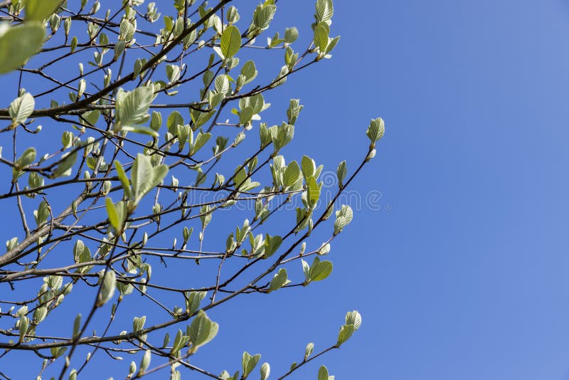 Rowan Tree with the First Foliage in the Spring Park Stock Photo ...