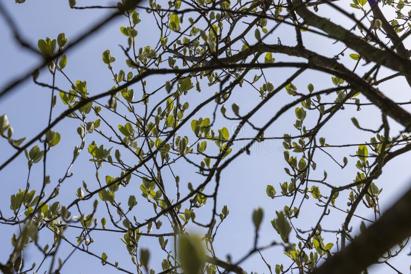 Rowan Tree with the First Foliage in the Spring Park Stock Photo ...