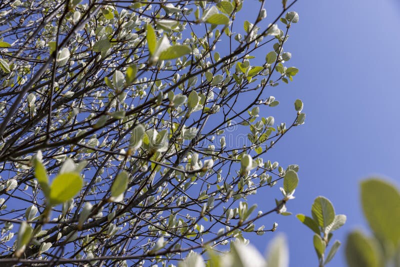Rowan Tree with the First Foliage in the Spring Park Stock Photo ...
