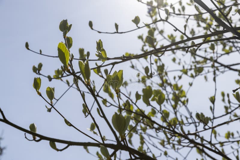 Rowan Tree with the First Foliage in the Spring Park Stock Photo ...