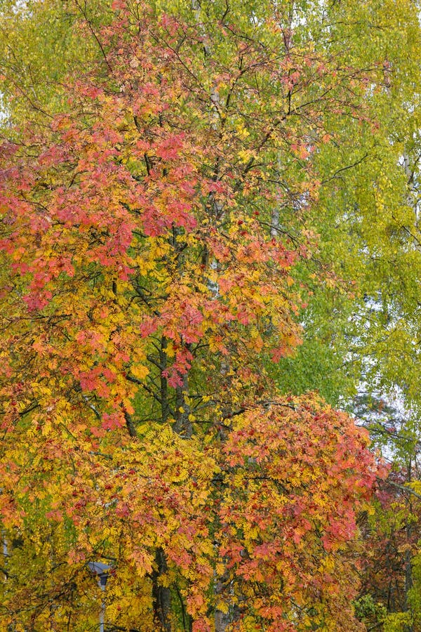 Rowan Tree Foliage in Autumn Colors Stock Photo - Image of vivid, park ...