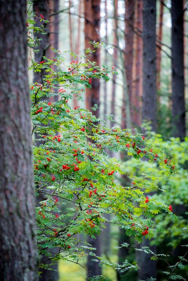 Rowan tree in winter stock photo. Image of forest, garden - 81671474