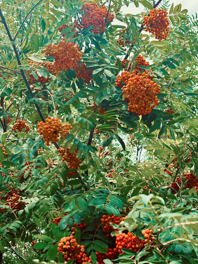 The Rowan Tree. Fruits on the Tree. Orange Clusters of Mountain Ash ...